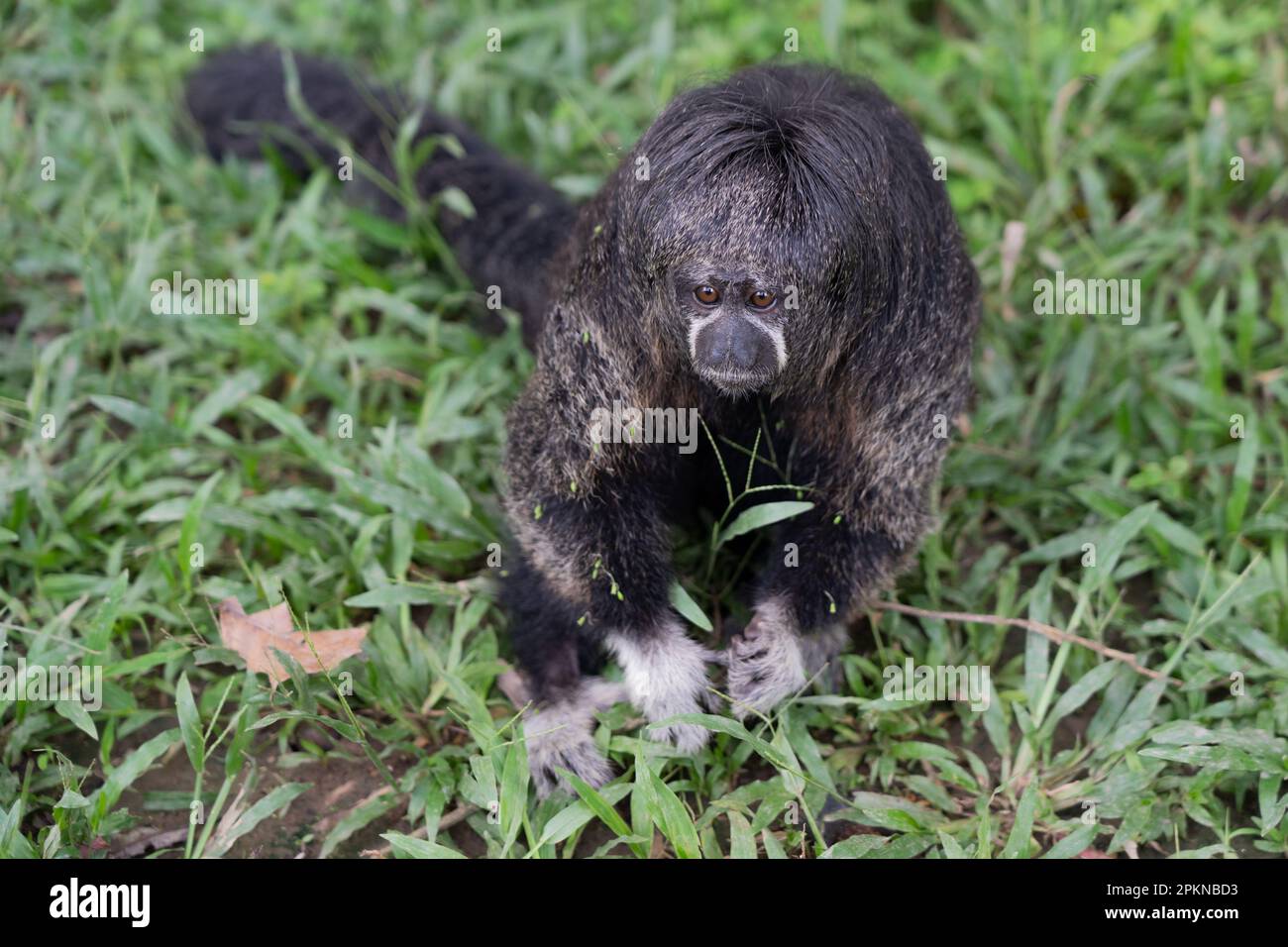 Monk Saki (Pithecia monachus) on La Isla de los Monos in Iquitos, Peru ...