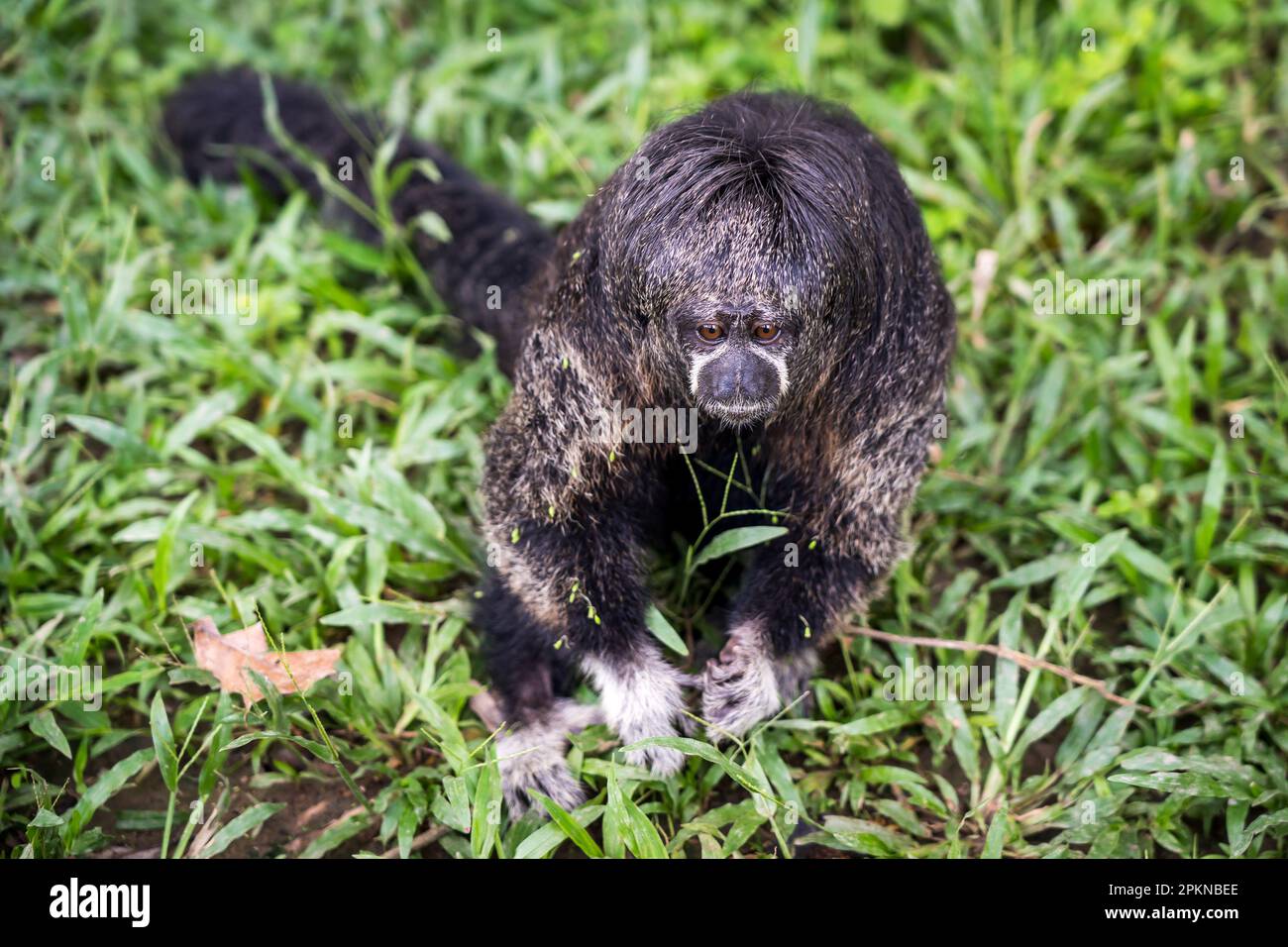 Monk Saki (Pithecia monachus) on La Isla de los Monos in Iquitos, Peru ...
