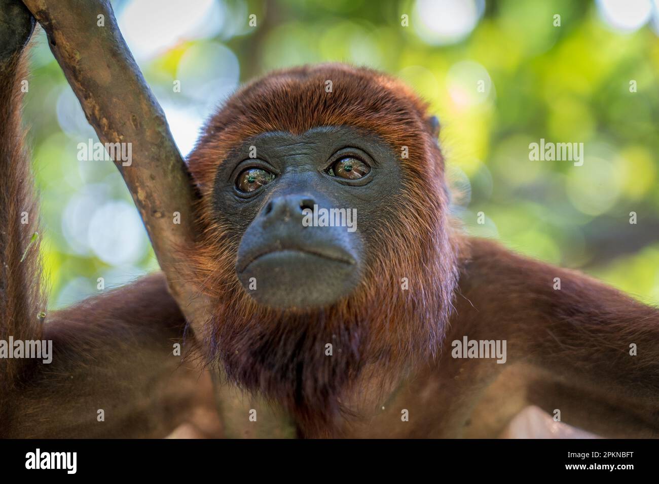 Red Howler Monkey (Alouatta seniculus) on La Isla de los Monos in ...