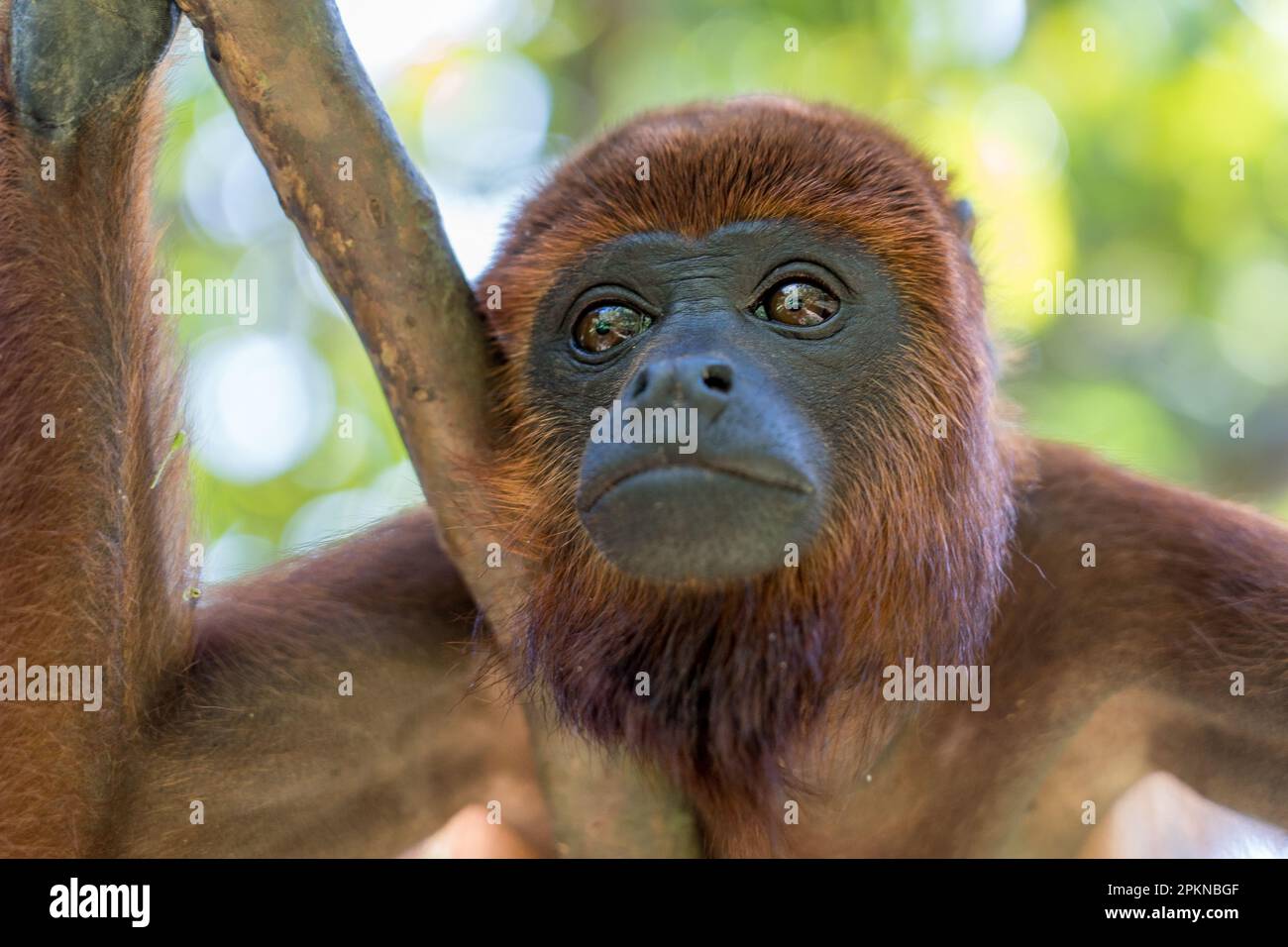 Red Howler Monkey (Alouatta seniculus) on La Isla de los Monos in ...