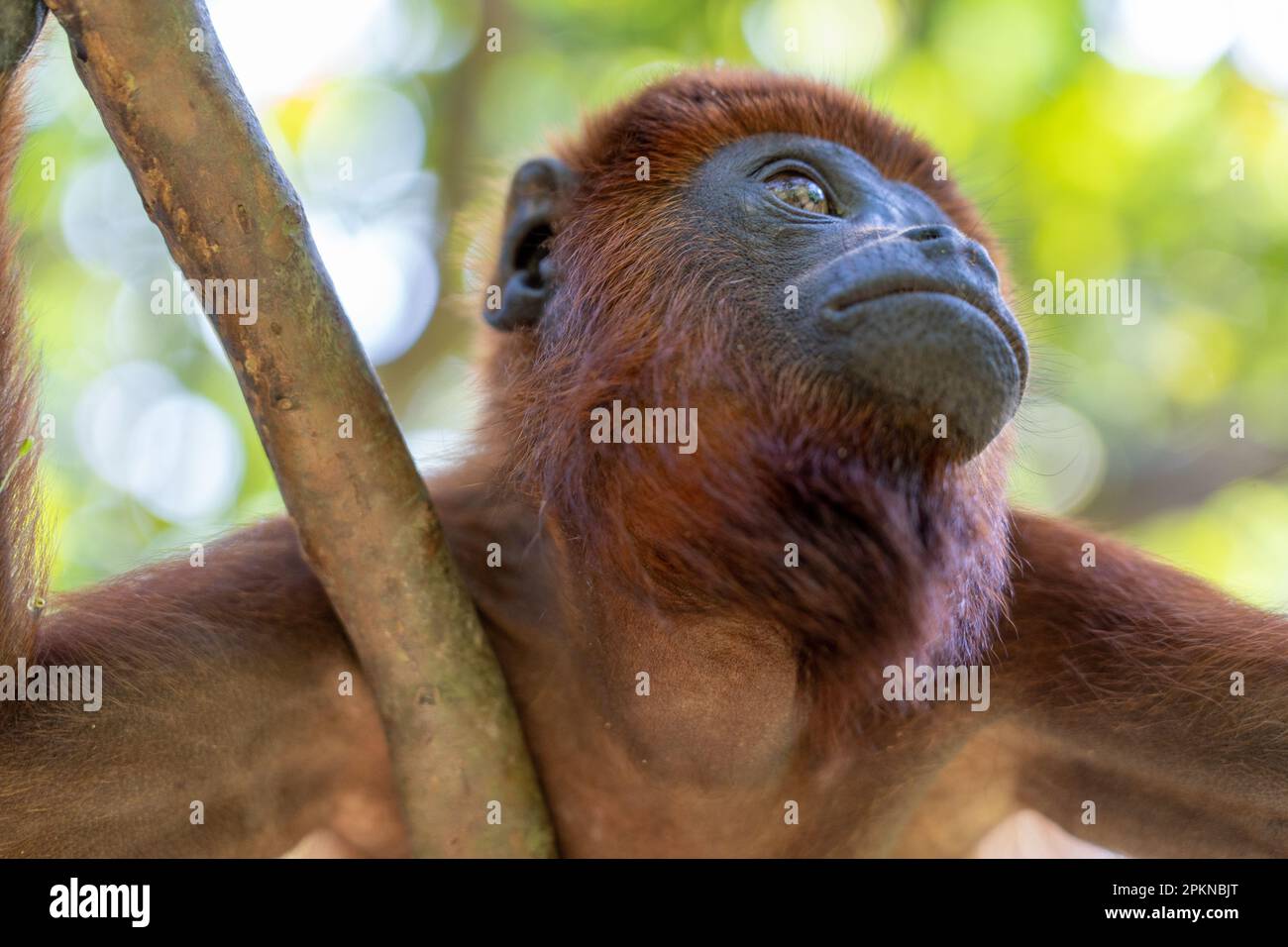 Red Howler Monkey (Alouatta seniculus) on La Isla de los Monos in ...