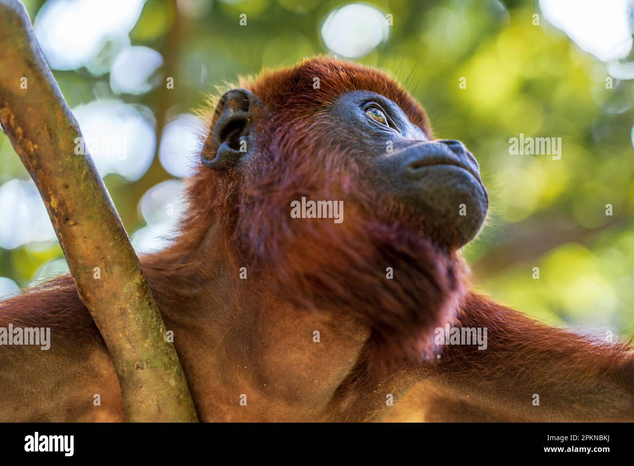 Red Howler Monkey (Alouatta seniculus) on La Isla de los Monos in ...