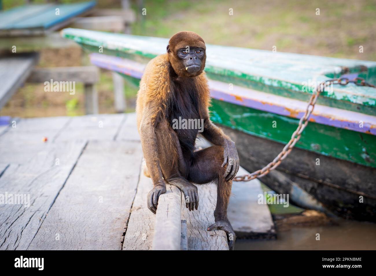 Red Howler Monkey (Alouatta seniculus) on La Isla de los Monos in ...