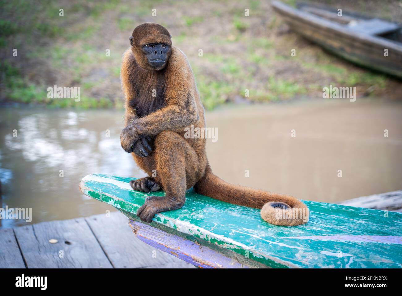 Red Howler Monkey (Alouatta seniculus) on La Isla de los Monos in ...