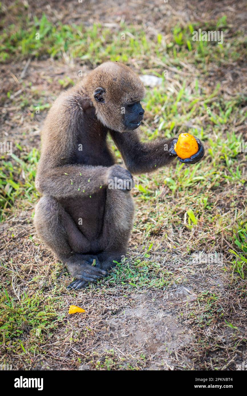 Red Howler Monkey (Alouatta seniculus) on La Isla de los Monos in ...