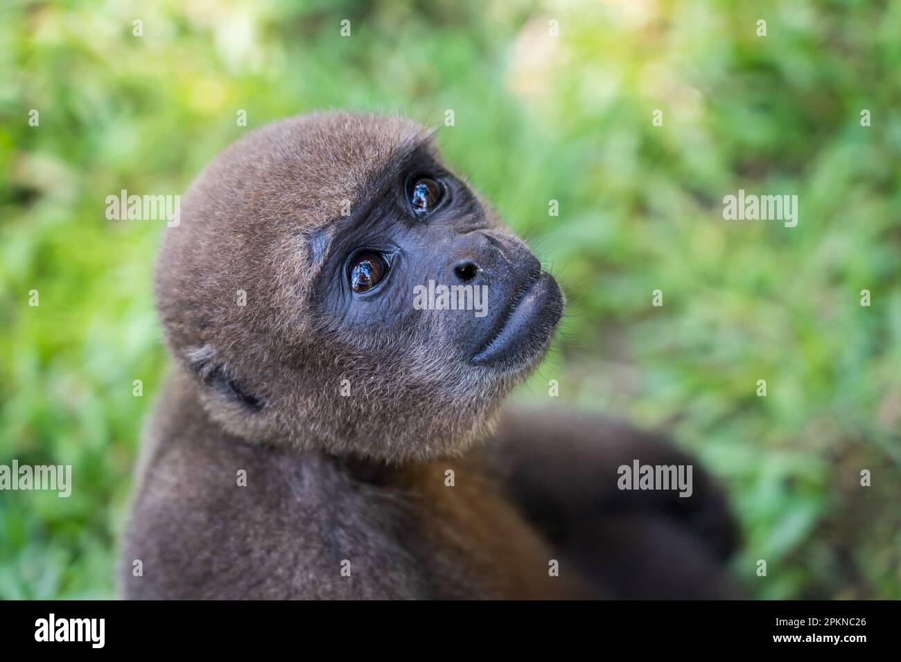 Red Howler Monkey (Alouatta seniculus) on La Isla de los Monos in ...