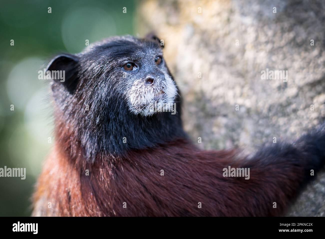 Golden-mantled tamarin (Leontocebus tripartitus) on La Isla de los ...