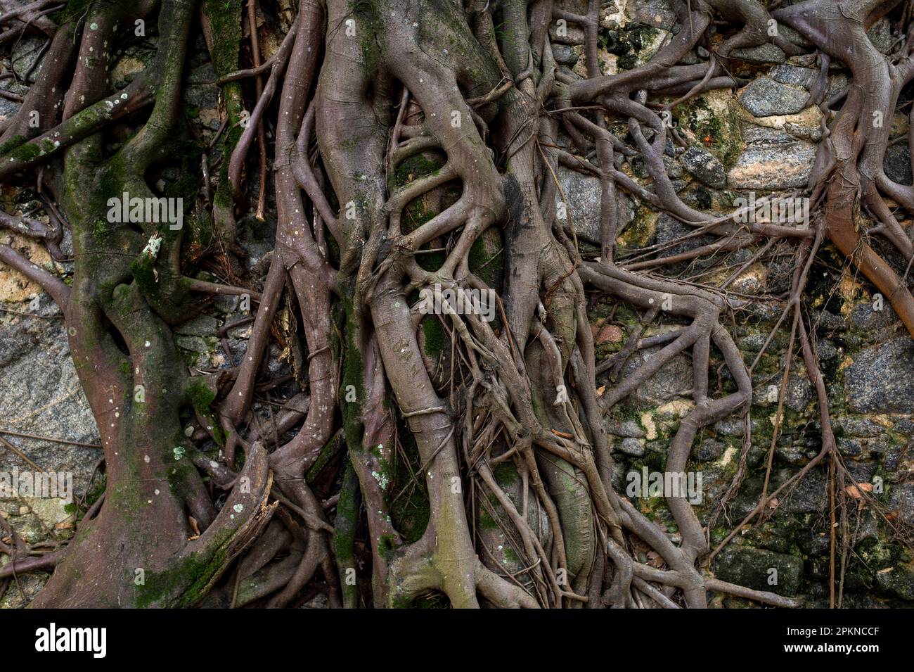 tree roots stuck in old stone wall, in nature location, front view ...