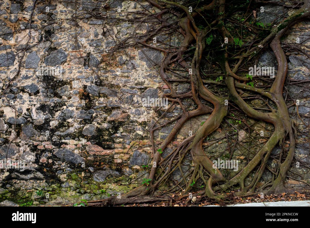 tree roots stuck in old stone wall, in nature location, front view ...