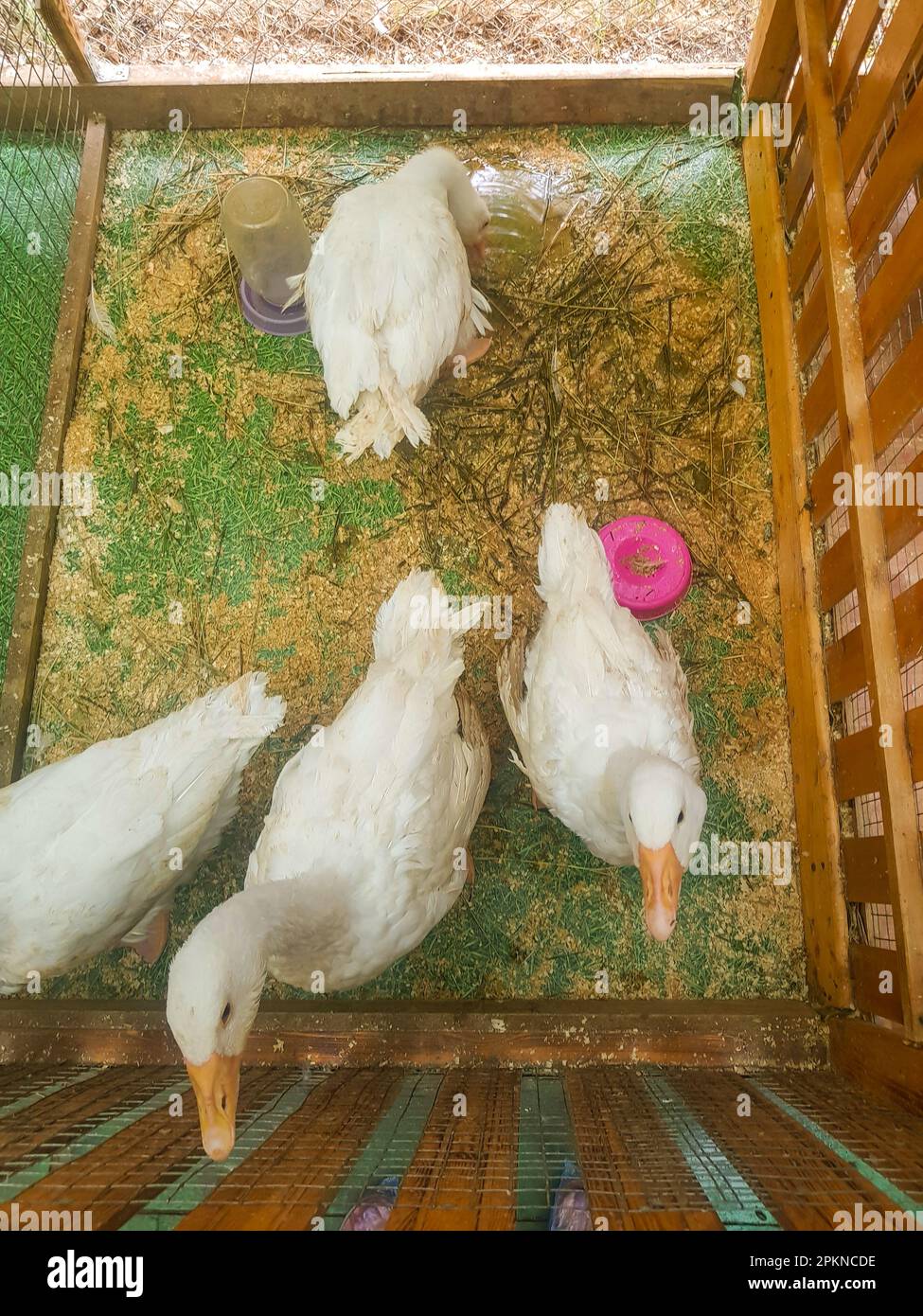 White geese in a cage with food, top view of birds in the zoo Stock ...