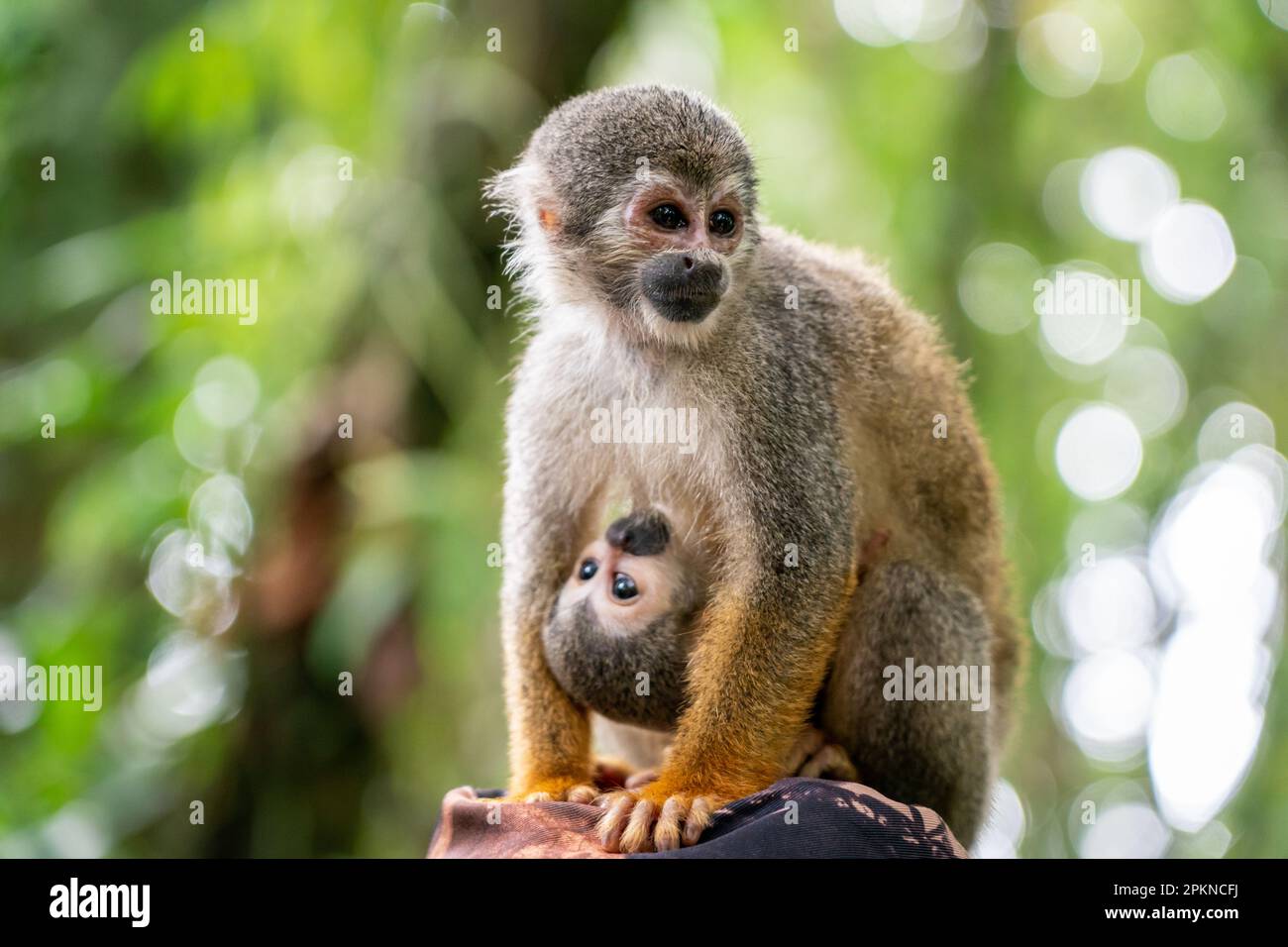 Isla de los micos colombia hi-res stock photography and images - Alamy