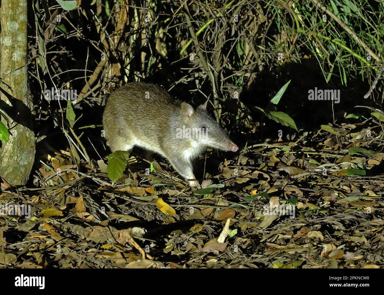 Long-nosed Bandicoot (Perameles nasuta nasuta) adult walking on forest ...