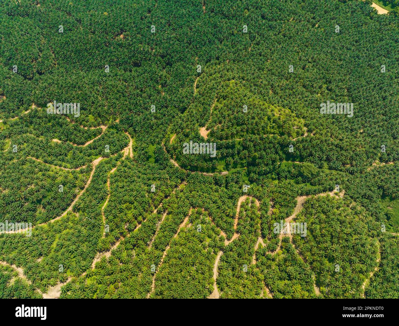 Aerial view of oil palm plantations in asia. Palm oil estate. Borneo ...