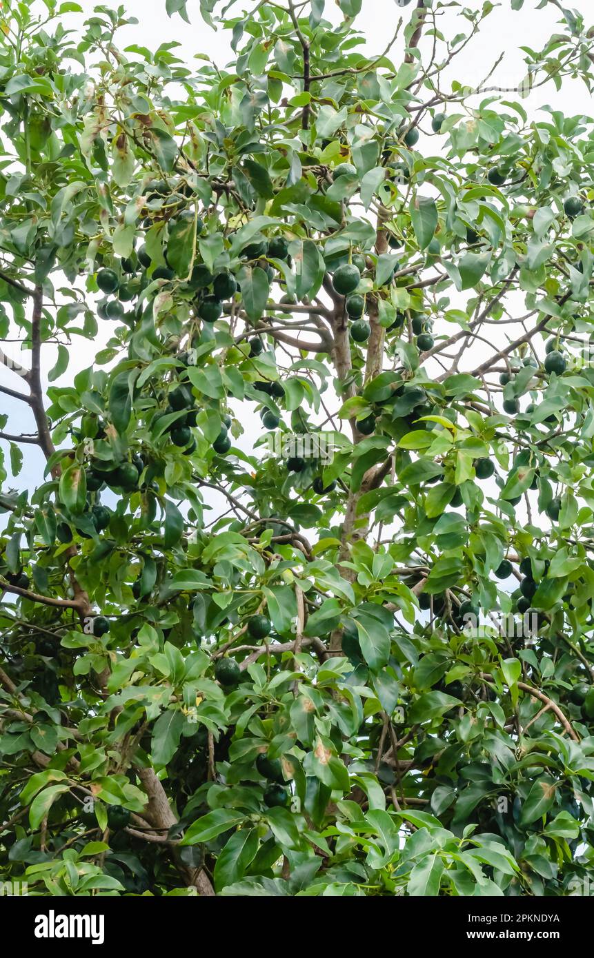 The avocado tree has branches that are with many green unripe avocado ...