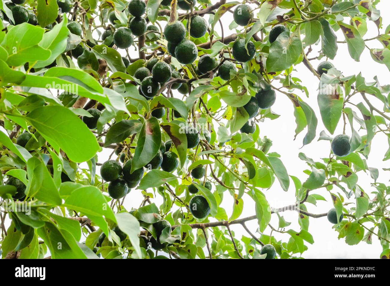 Caribbean avocado tree hi-res stock photography and images - Alamy