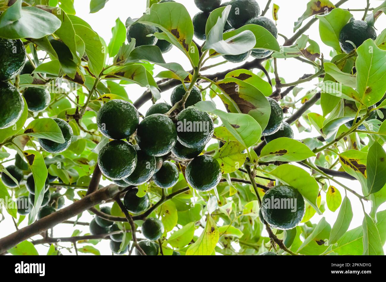 Avocado trees caribbean hi-res stock photography and images - Alamy