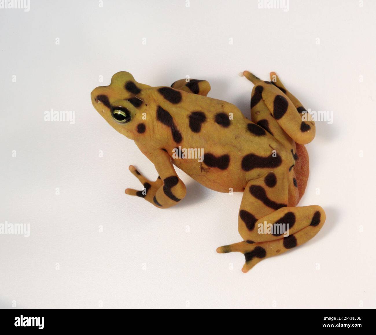 Panamanian Golden Frog, Atelopus zeteki, Smithsonian National ...