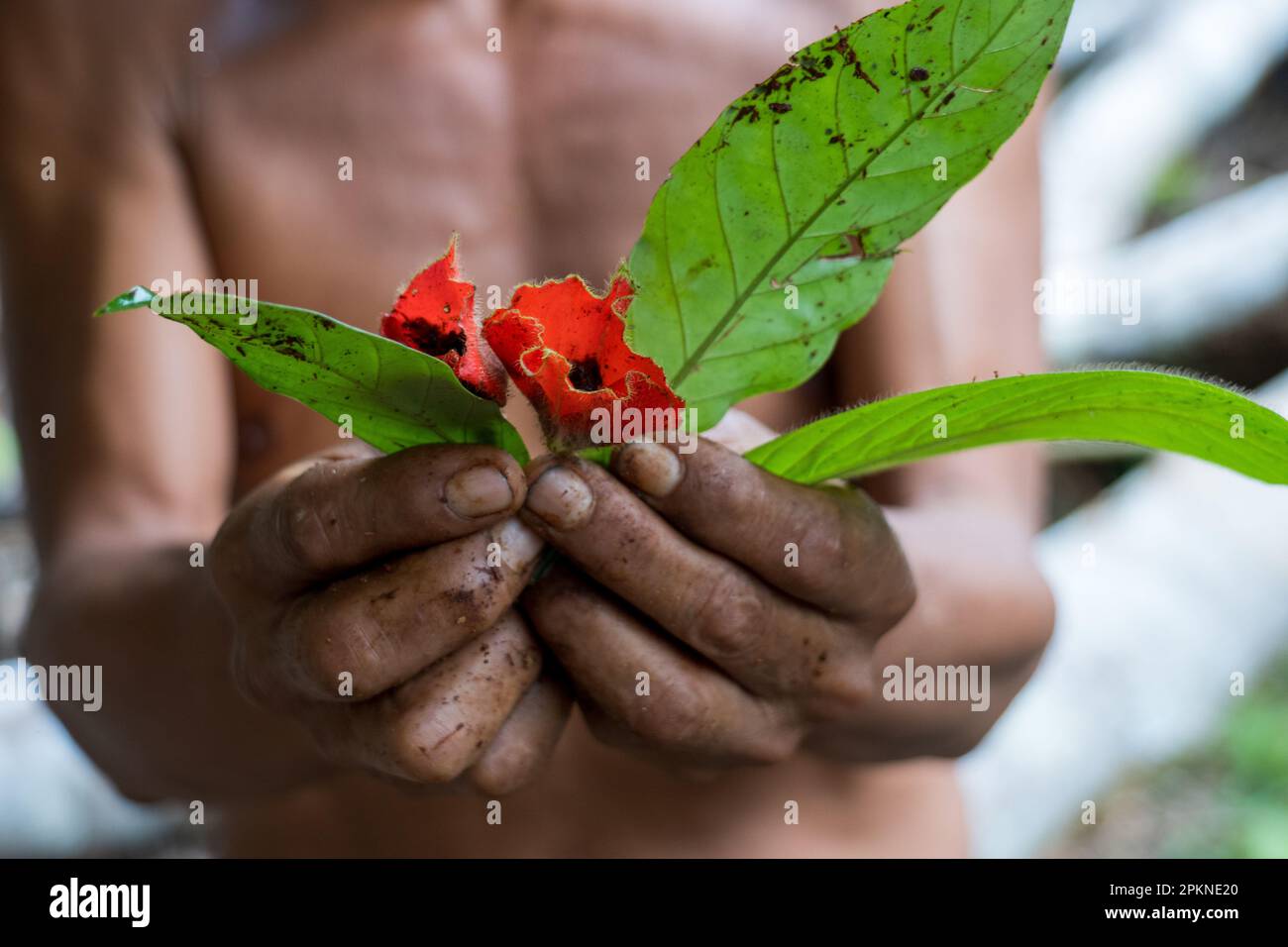 Black chacruna (Psychotria viridis) is often combined with Ayahasca for ...
