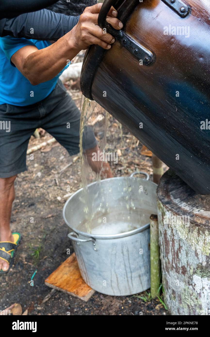 An Indigenous Shaman in Peru distills a brew of Ayahuasca for use in ...