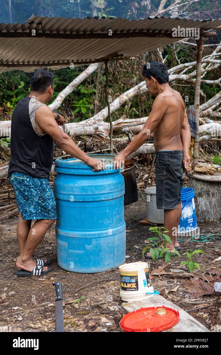 An Indigenous Shaman in Peru distills a brew of Ayahuasca for use in ...