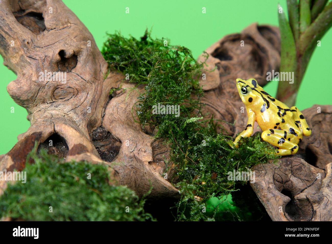 Panamanian Golden Frog, Atelopus zeteki Stock Photo - Alamy
