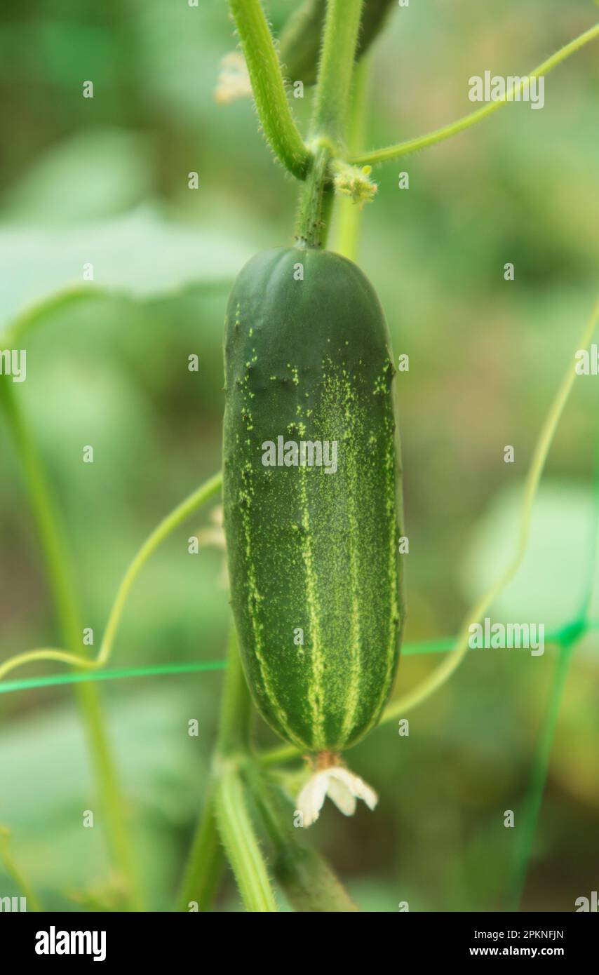 Growing green cucumbers in the garden. Fresh vegetable. Top view Stock ...