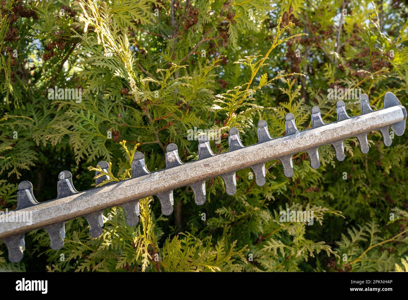 Hedge trimmer with hedges in the background Stock Photo - Alamy