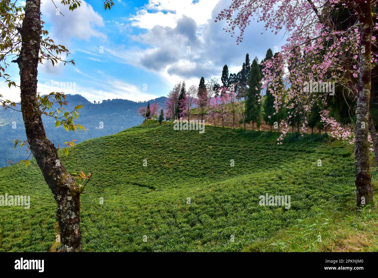 Temi Tea Estate Nestled in Ravangla.The Garden is one of the most ...