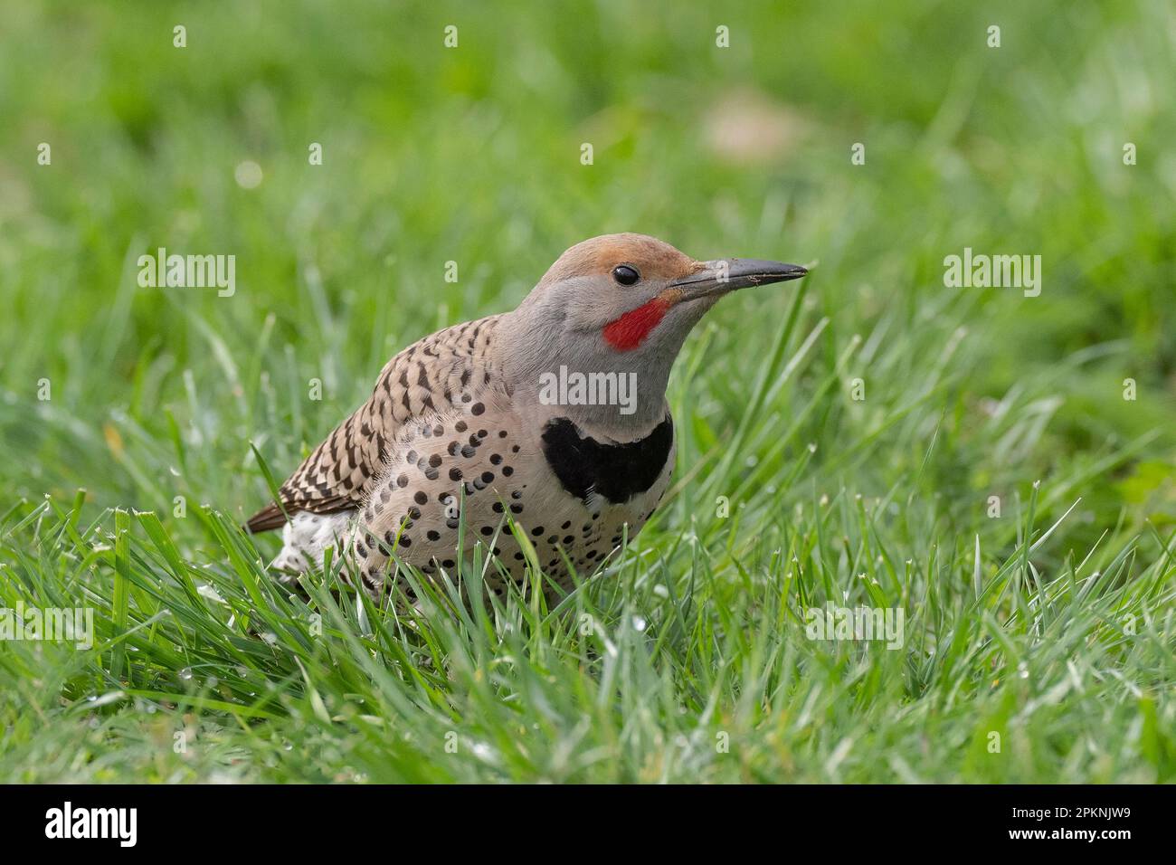 male "Red-shafted" Northern Flicker (Colaptes auratus cafer ...