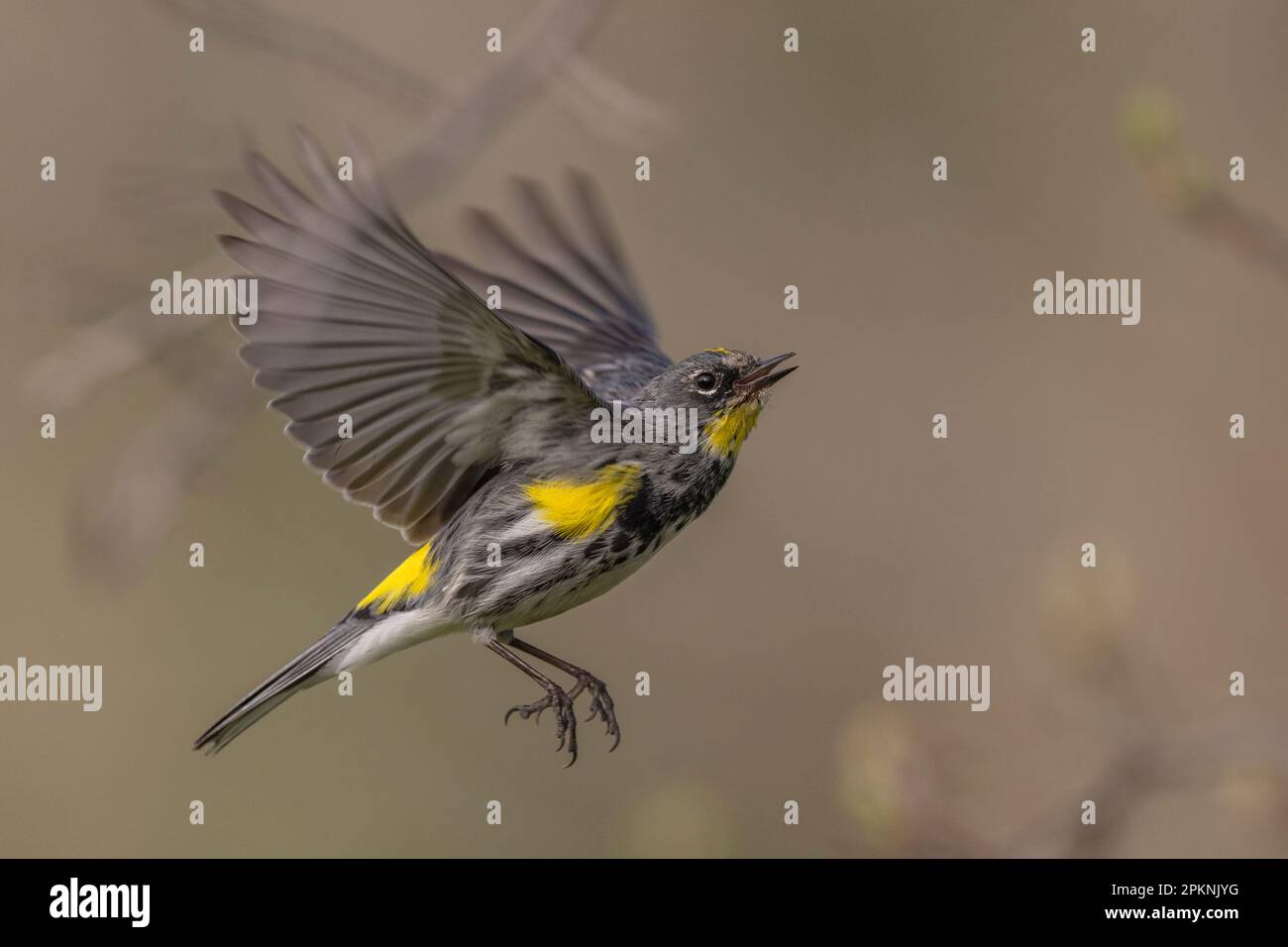 male "Audubon's" Yellow-rumped Warbler (Setophaga coronata auduboni ...