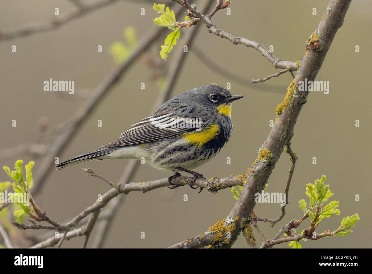male "Audubon's" Yellow-rumped Warbler (Setophaga coronata auduboni ...