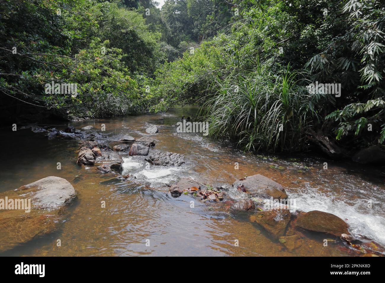 A tributary river in Sri Lanka, Clear water flows between the rocks on ...