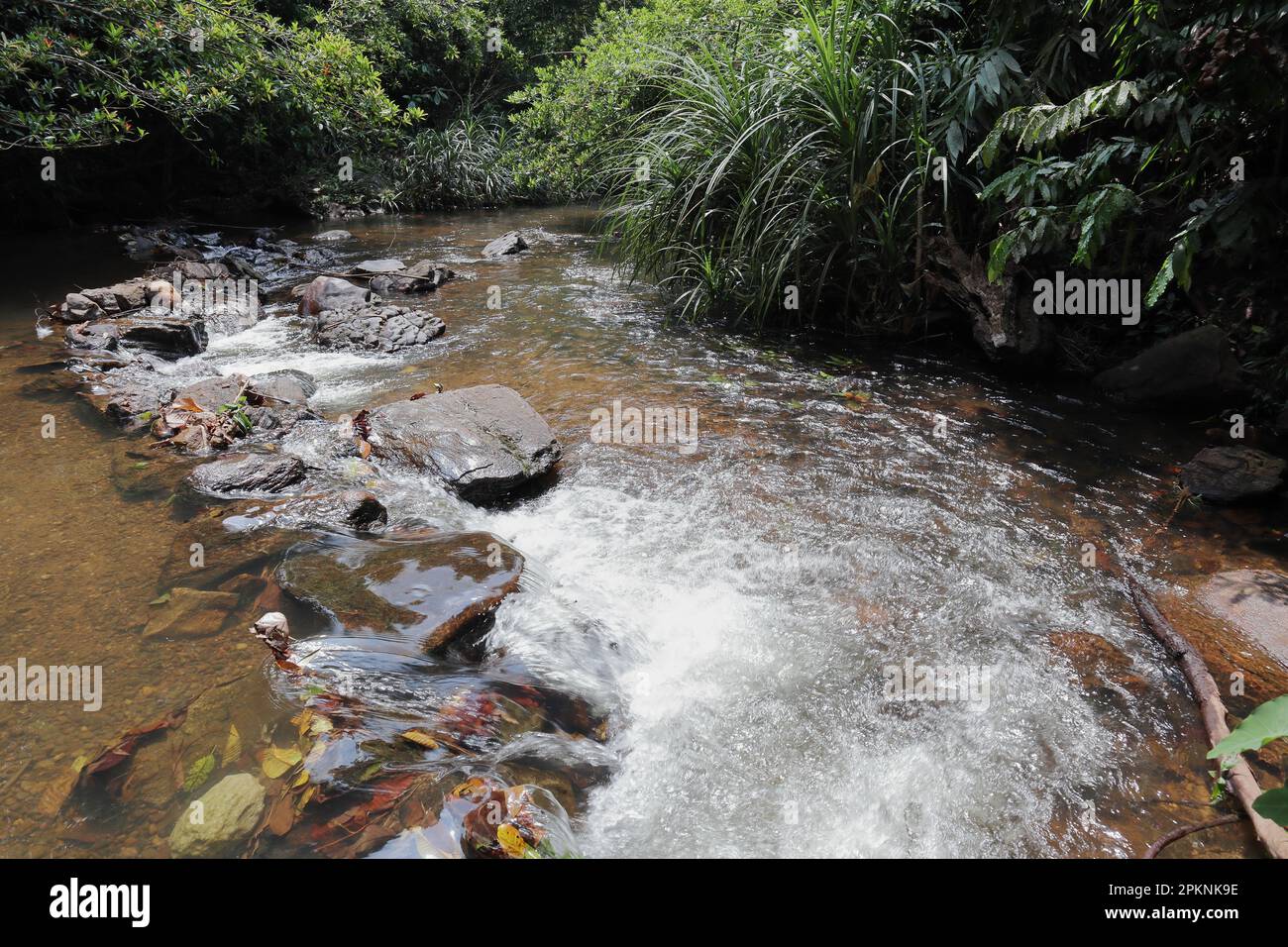 Landscape view of a tributary river in Sri Lanka, water flows between ...