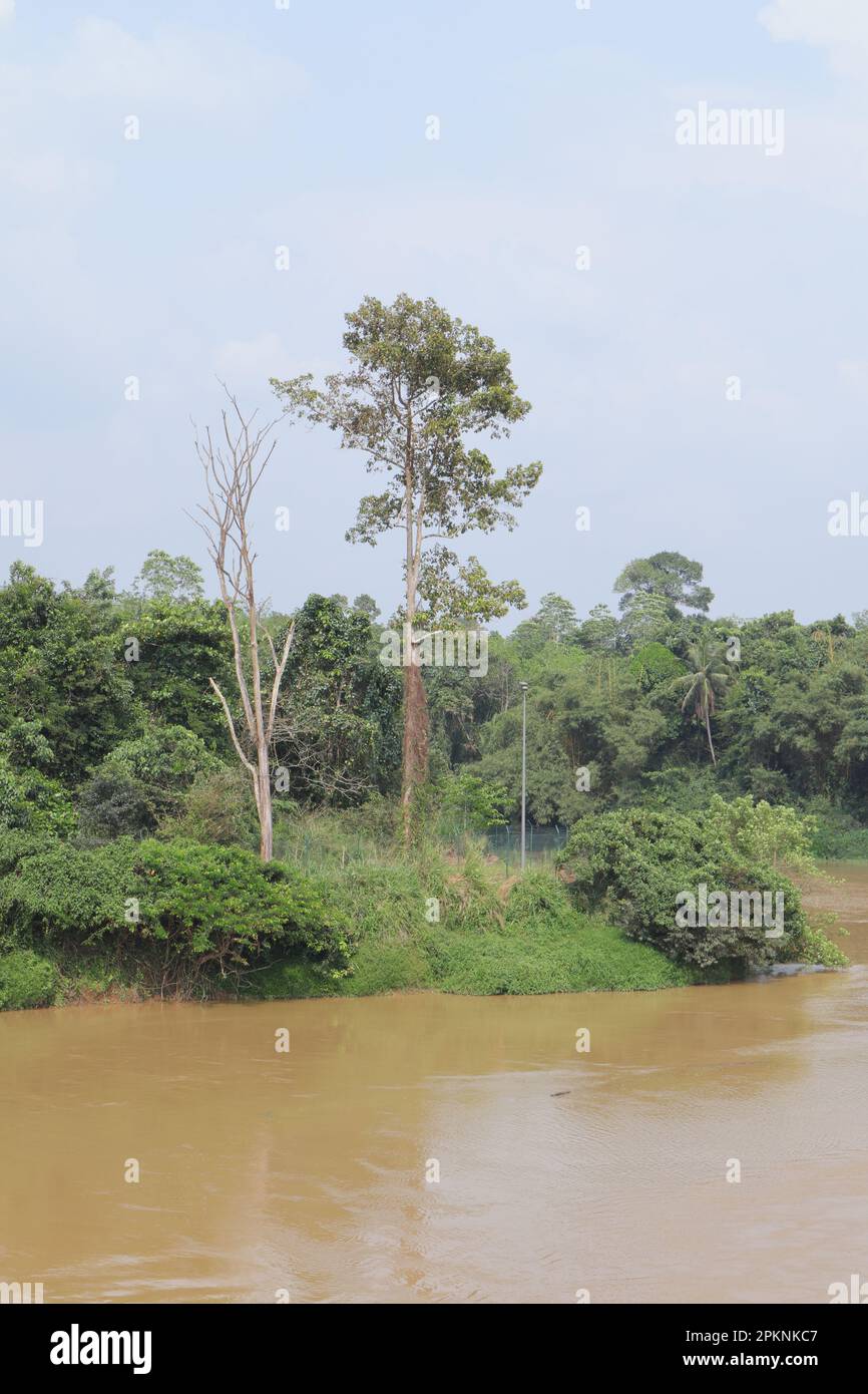 A tall growing tree and dead tree near to each other on the Kalu Ganga ...
