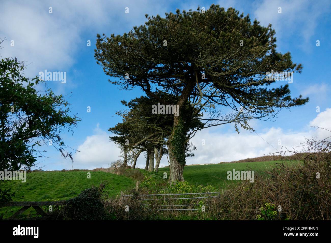 Kenidjack Valley pine trees Stock Photo - Alamy