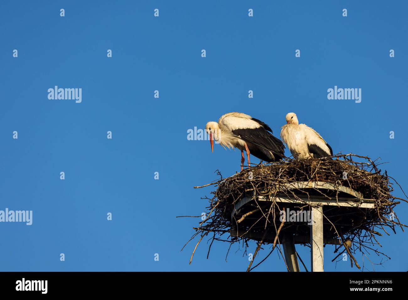 Werben, Germany. 09th Apr, 2023. After a night with temperatures around ...