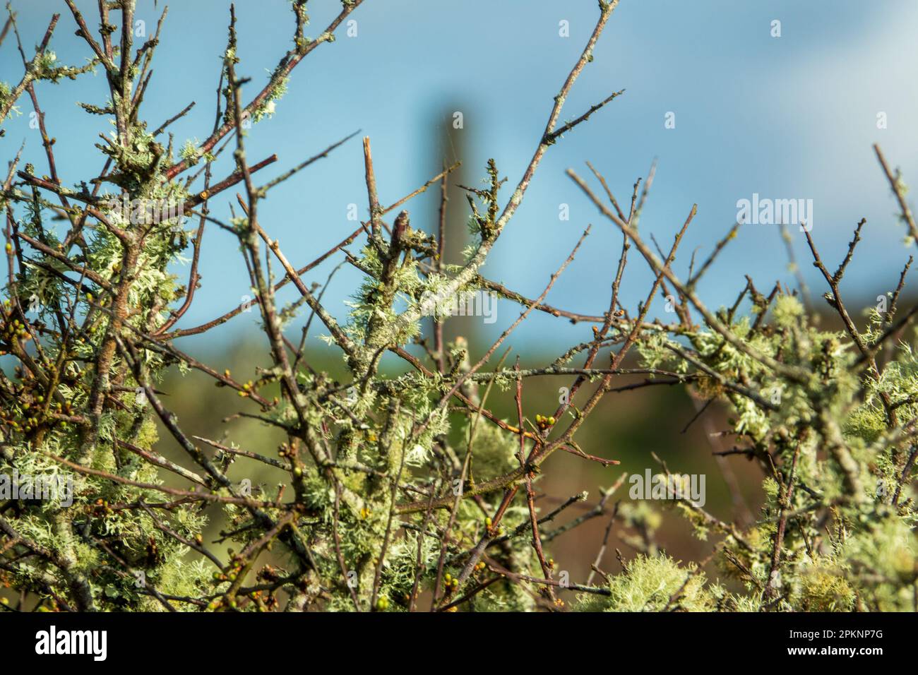 Moss in a tree Stock Photo - Alamy