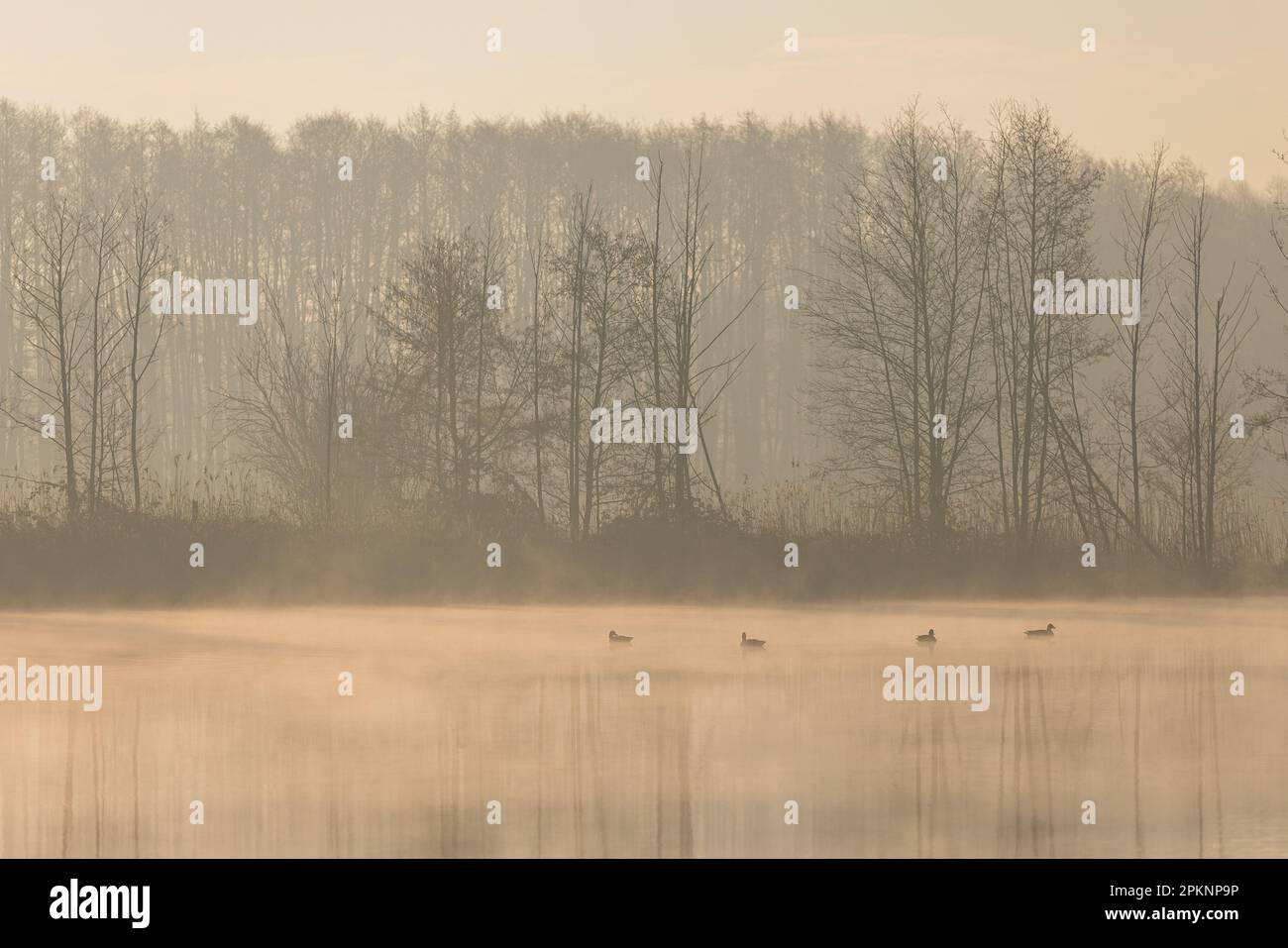 Kolkwitz, Germany. 09th Apr, 2023. After a night with temperatures ...