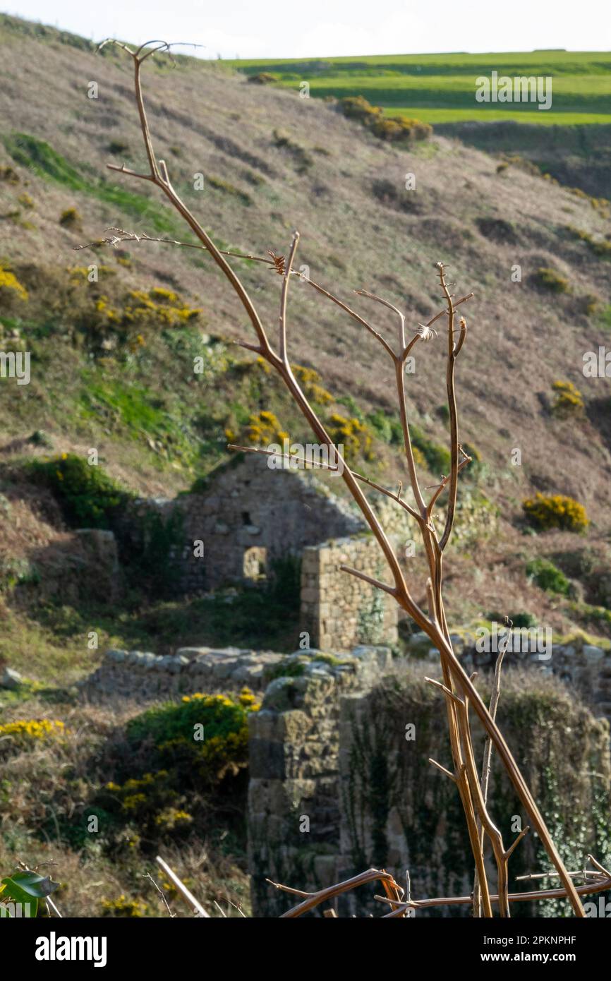 Lower boscean mine hi-res stock photography and images - Alamy