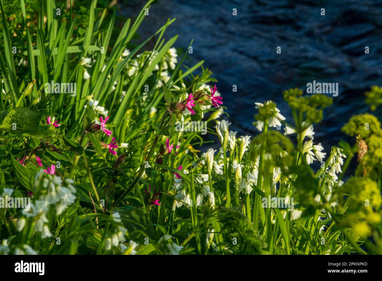 wild garlic by a cornish stream Stock Photo - Alamy