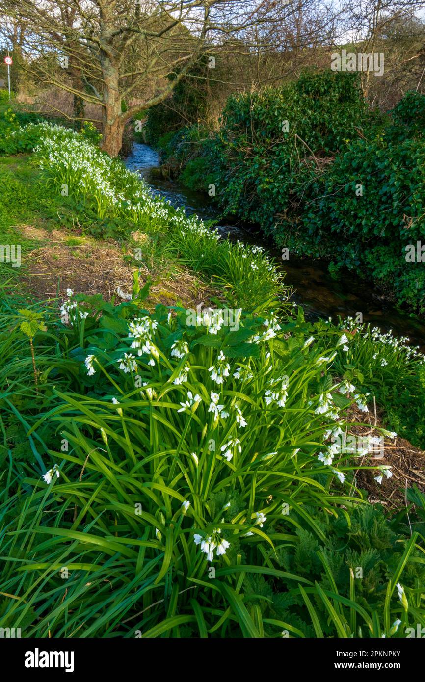 Wild garlic by Cornish stream Stock Photo - Alamy