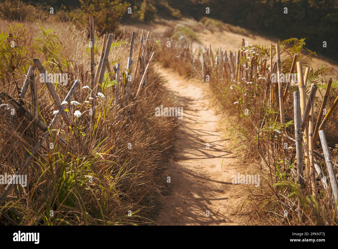 A nature trail with bamboo fencing on either side surrounded by ...