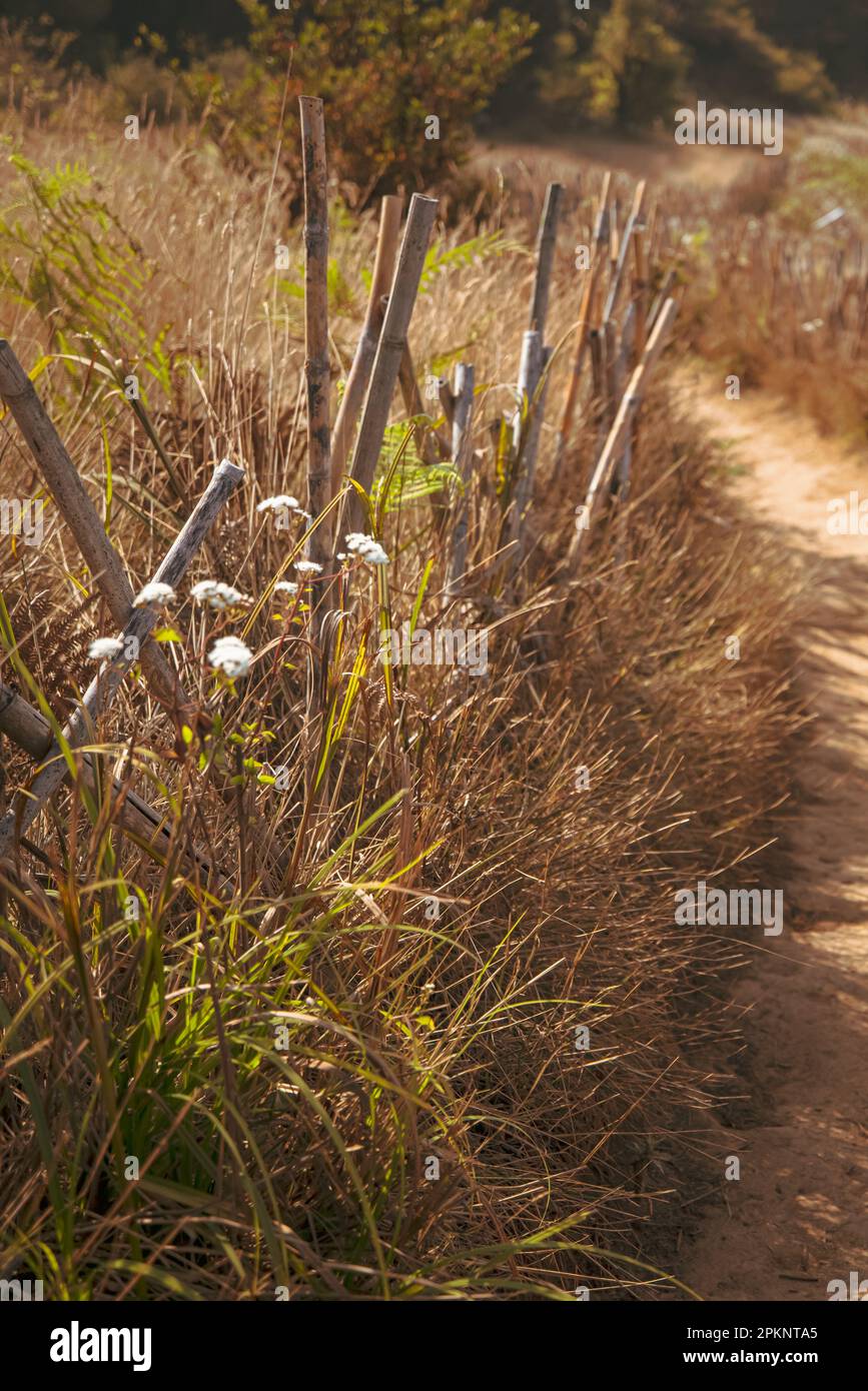 A nature trail with bamboo fencing on either side surrounded by ...