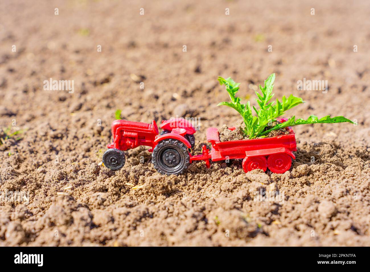 Red toy tractor standing on freshly plowed soil, with green sprouts in ...