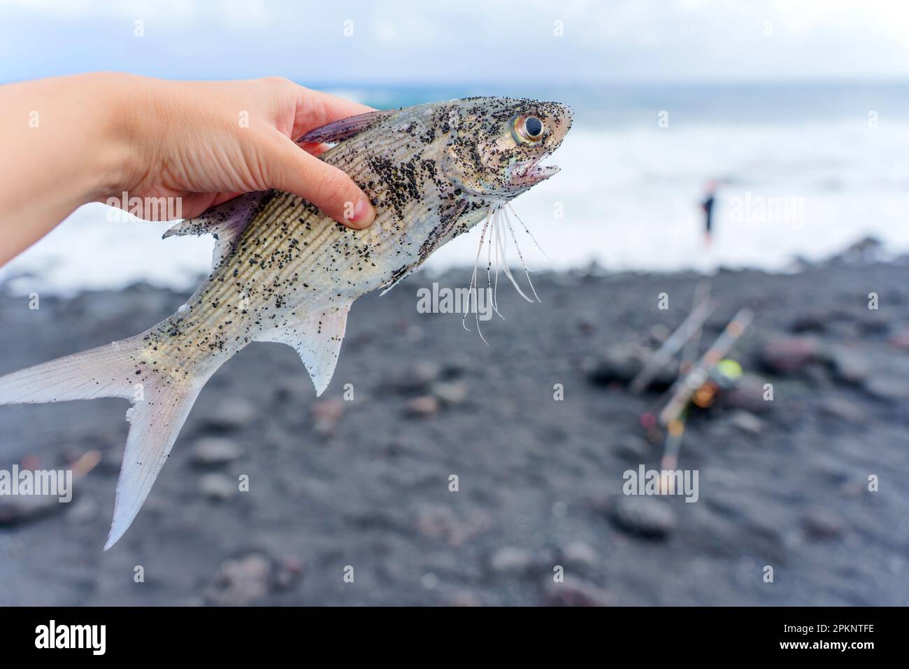 Crop view of a hand holding a freshly caught fish covered in black sand ...
