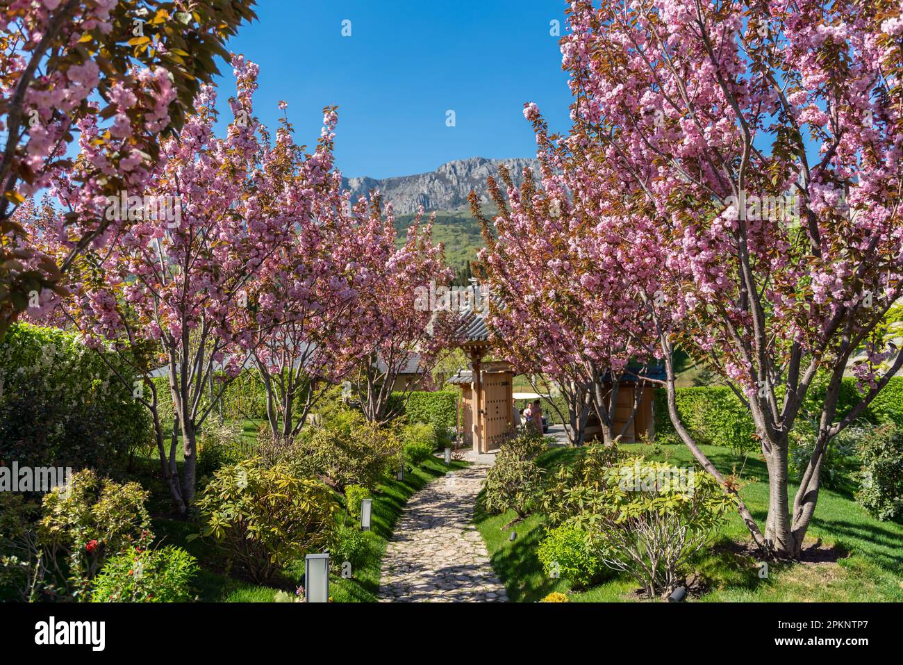 Double cherry blossoms in full bloom. A tree branch with flowers ...