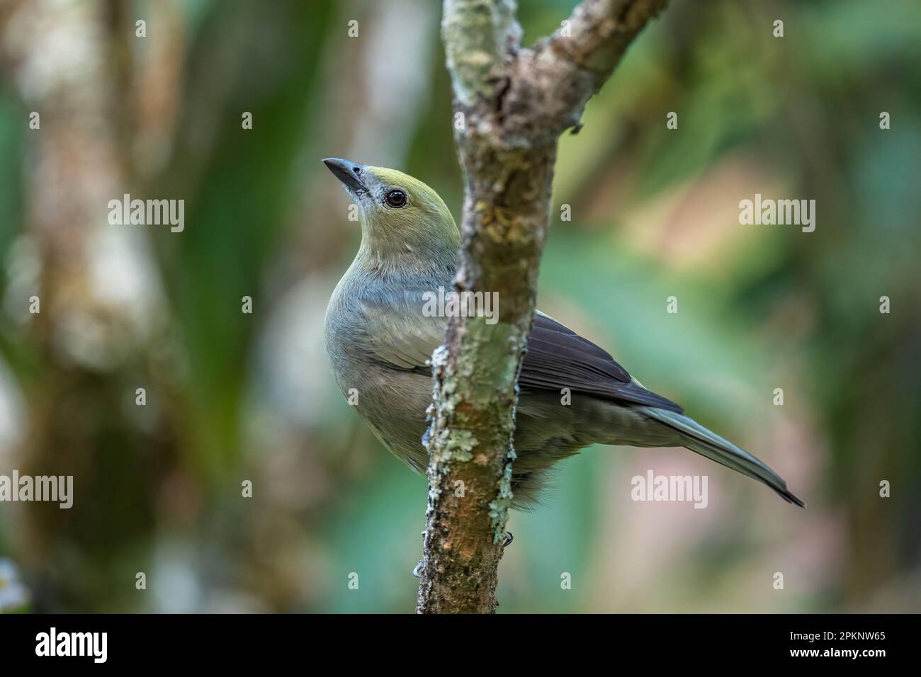 Palm Tanager - Thraupis palmarum, beautiful gray perching bird from ...