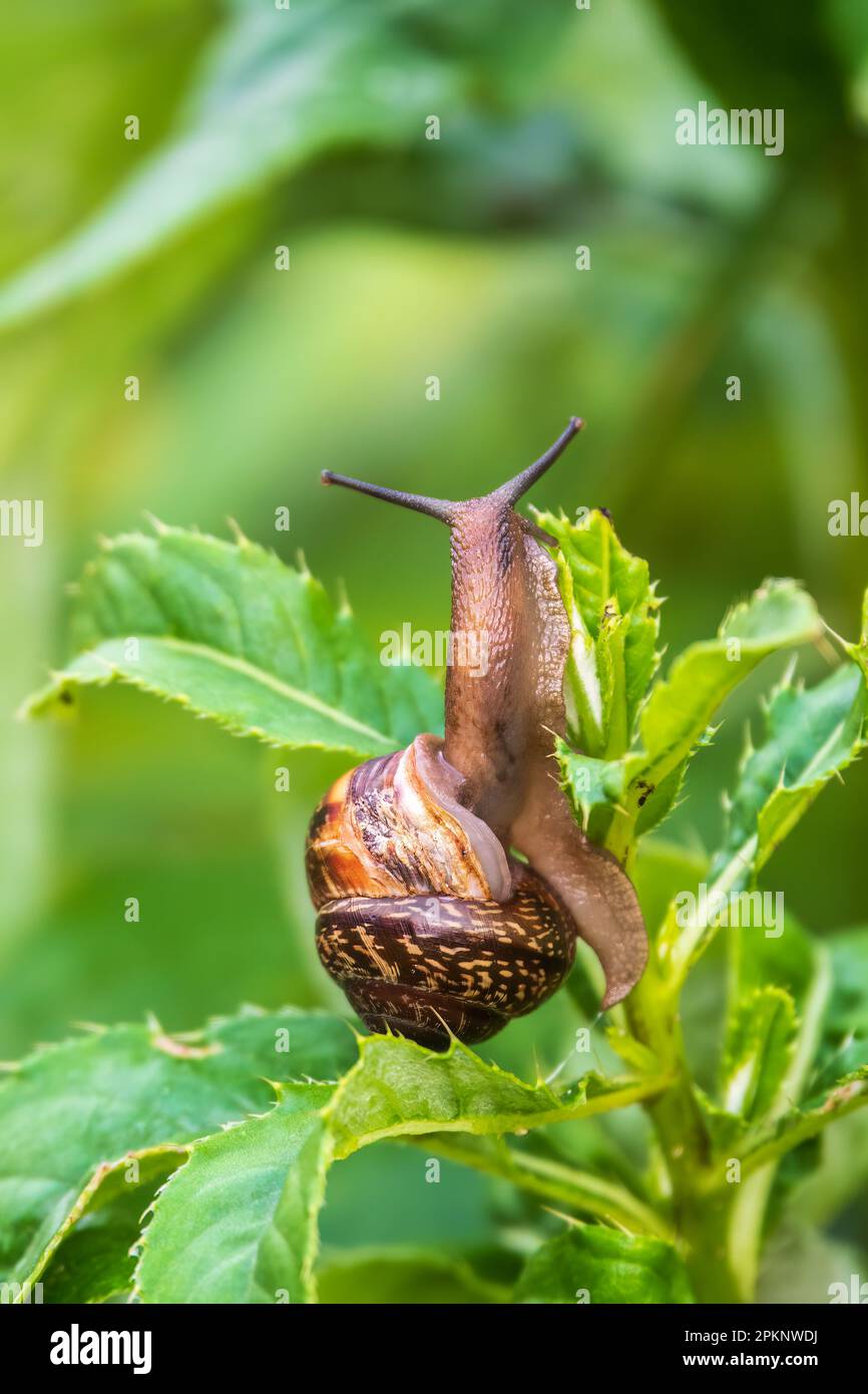 Copse snail gliding on the plant in the garden. Macro, close-up. Copse ...
