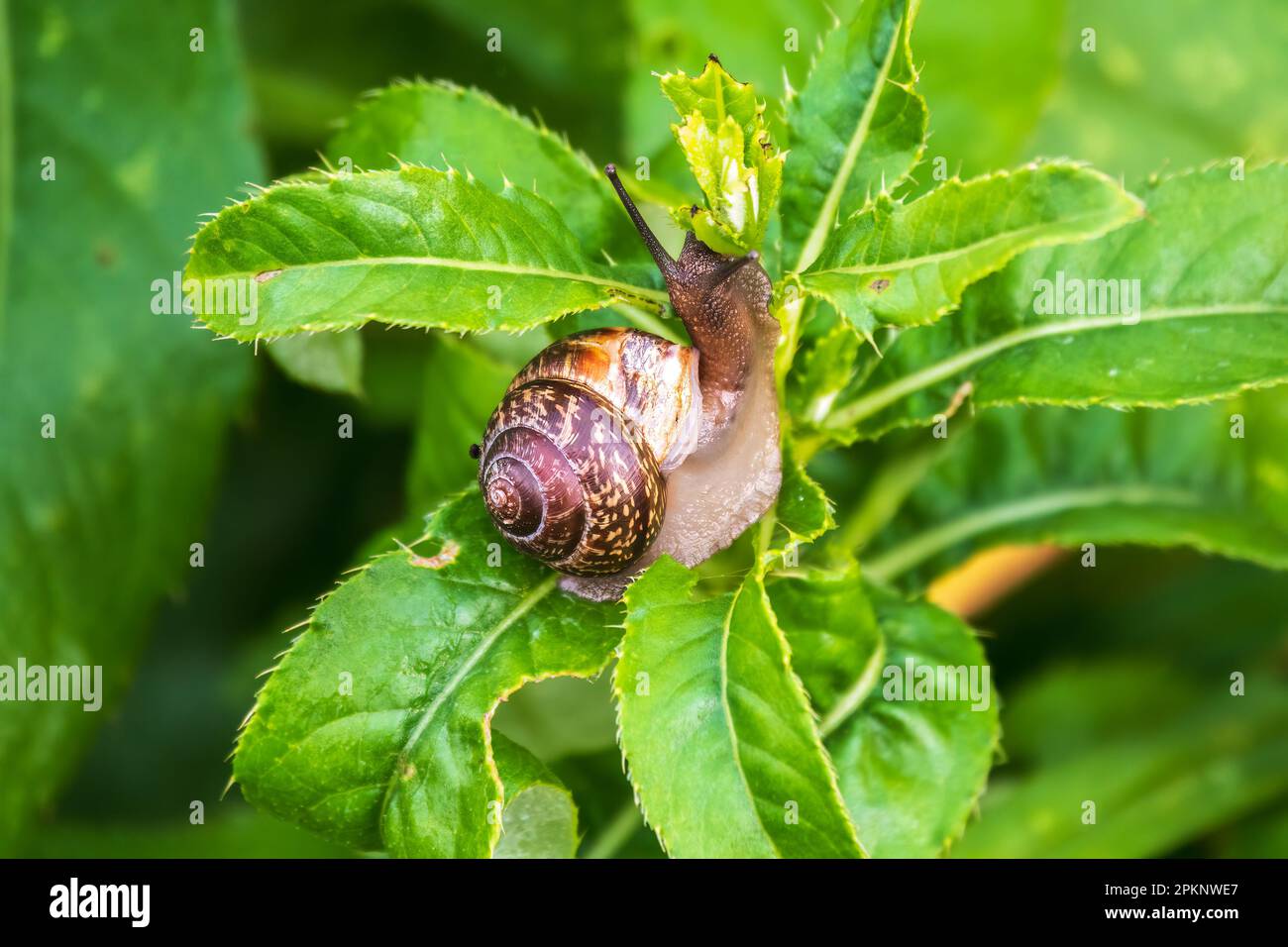 Copse snail gliding on the plant in the garden. Macro, close-up. Copse ...