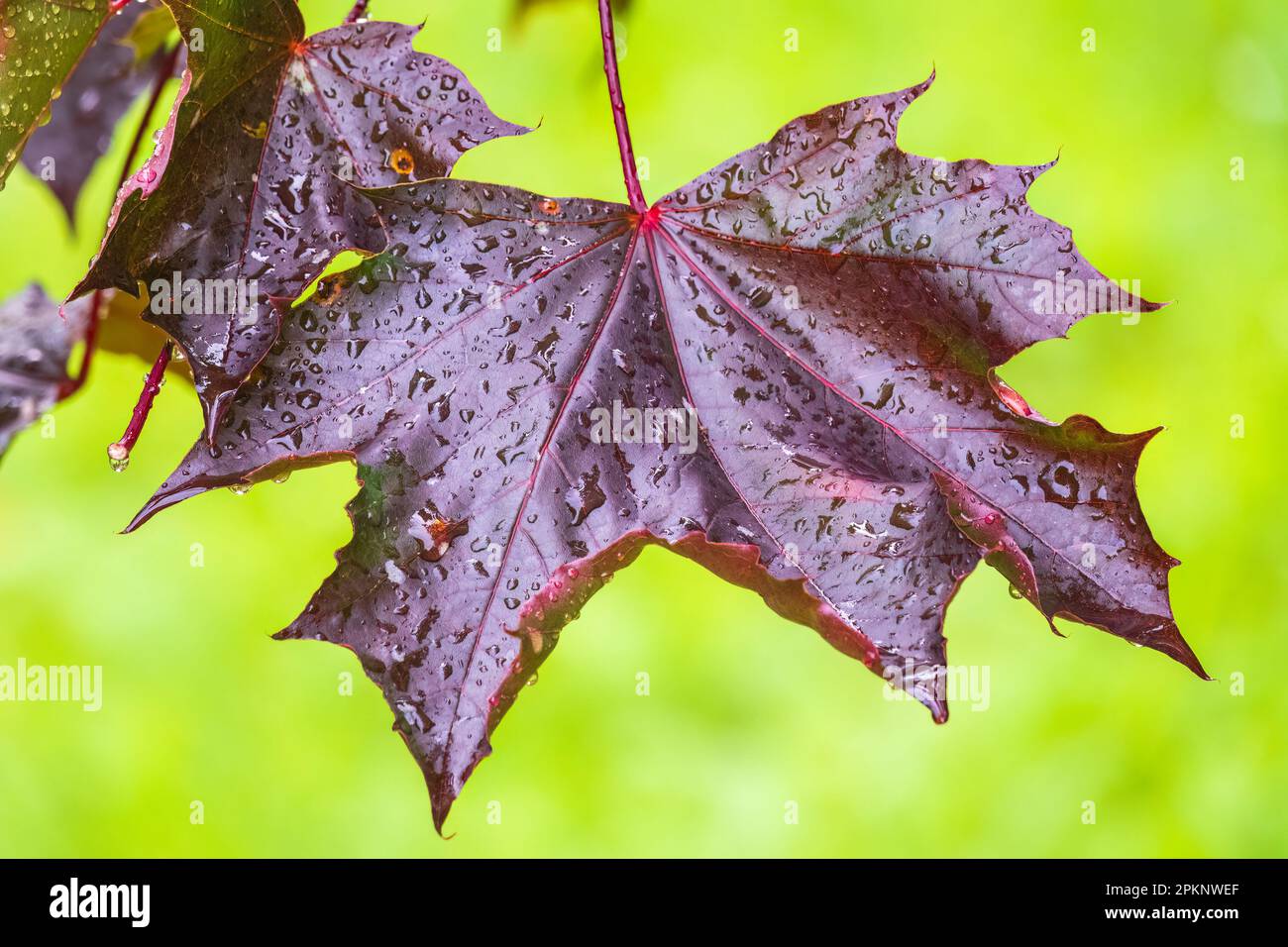 Acer platanoides, the Norway maple, fresh wet maple leaves with rain ...